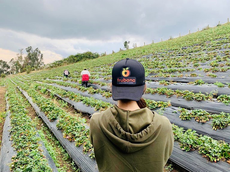 La Startup Frubana ofrece una línea de crédito