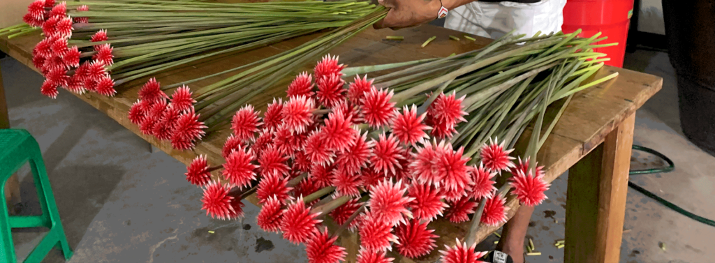 Envían chárter de flores colombianas a Corea del Sur
