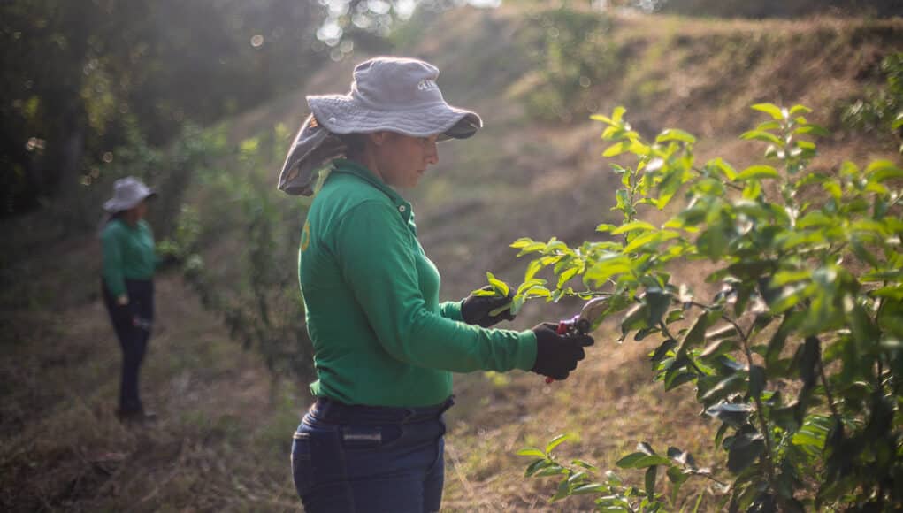 Cetrino, empresa colombiana, se prepara para exportar 500 contenedores ...