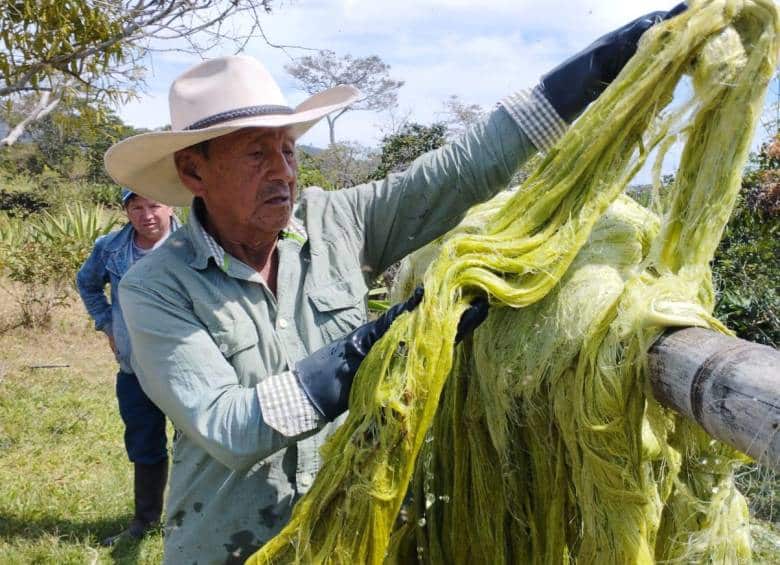Fique: alternativa sostenible en reemplazo al plástico en Colombia ...