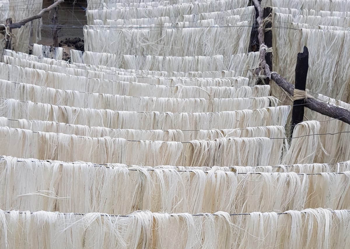 Fique: alternativa sostenible en reemplazo al plástico en Colombia ...